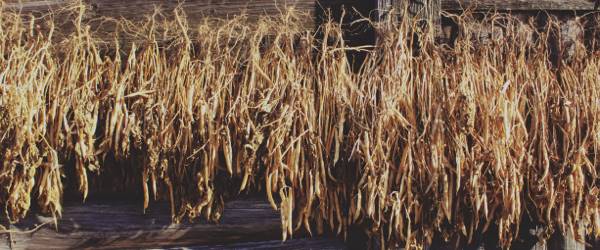 I cibi più antichi al mondo: 5 alimenti che non conoscevi