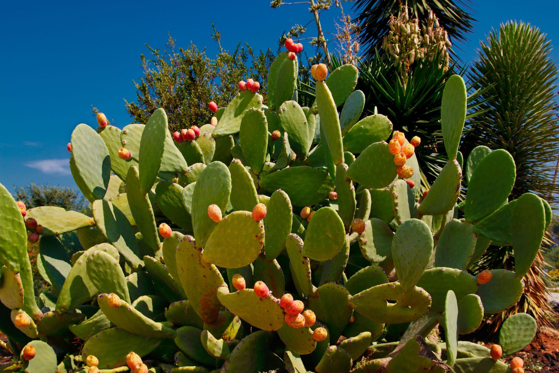 Pala del fico d'India, proprietà, benefici e utilizzi in cucina