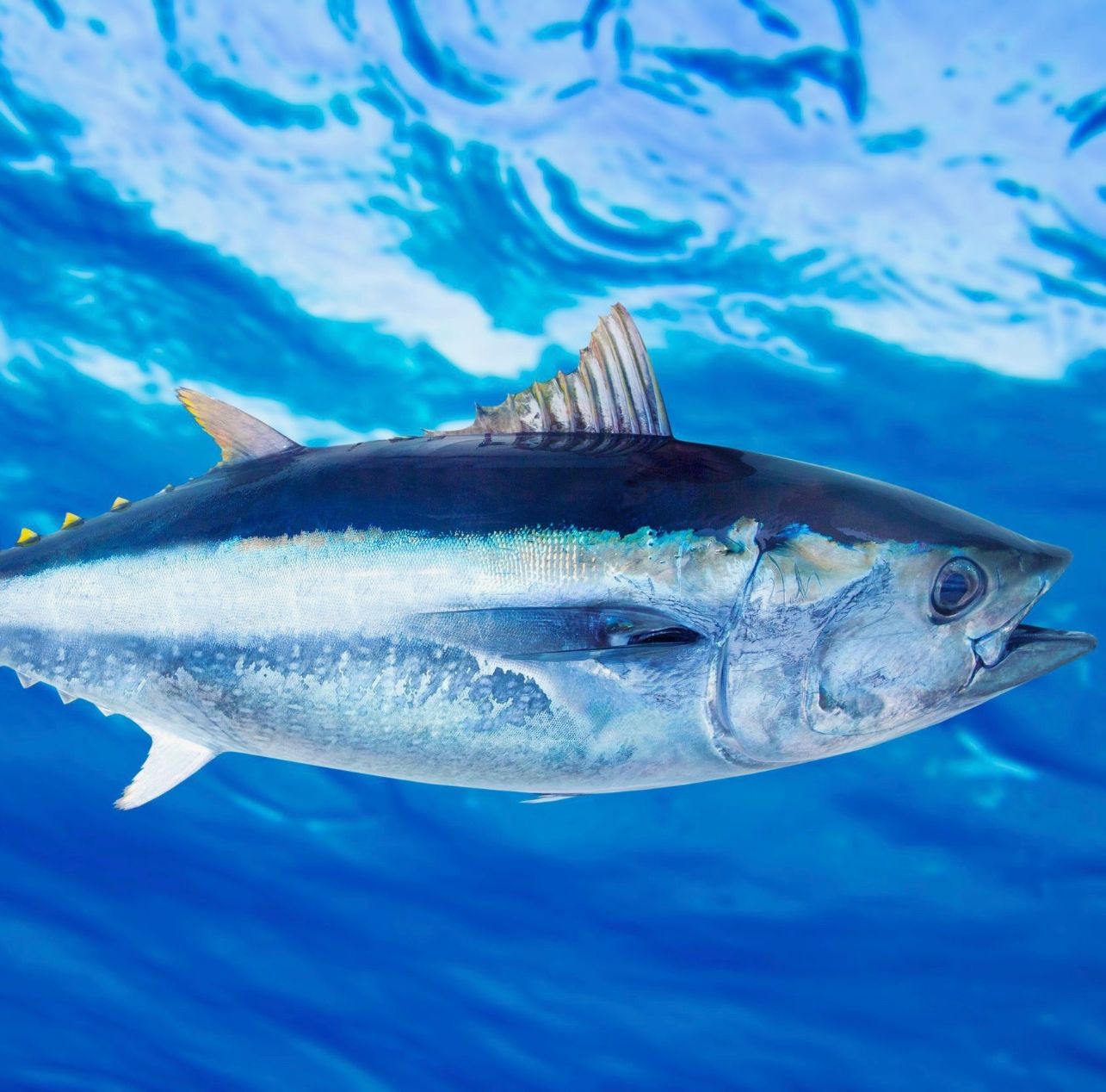 Il tonno, le caratteristiche e le sue varietà