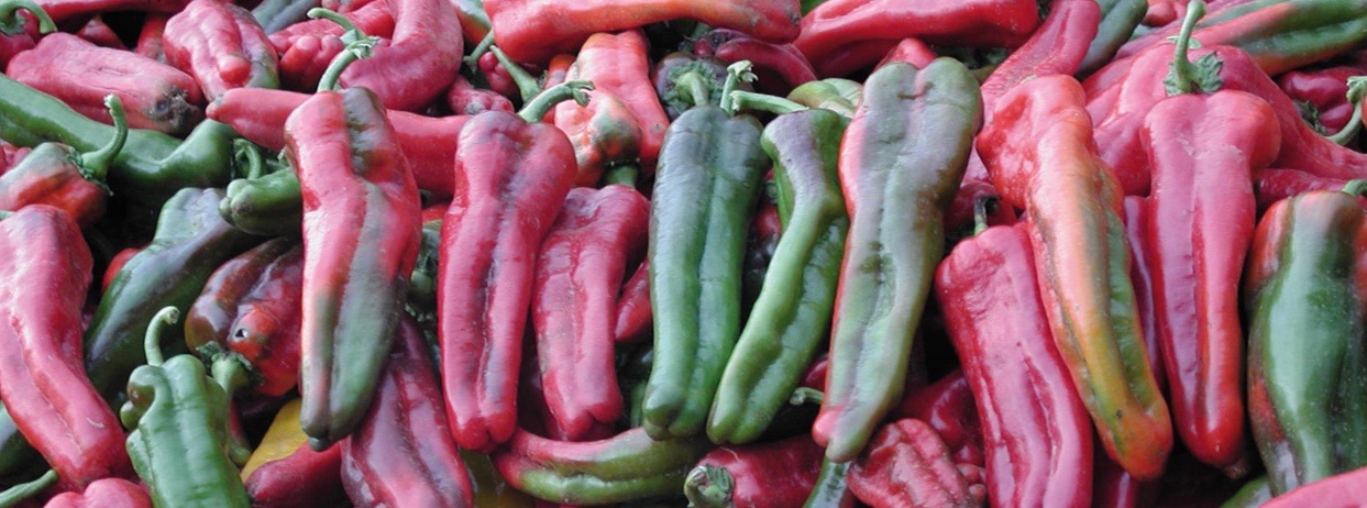 Peperone di Pontecorvo Dop