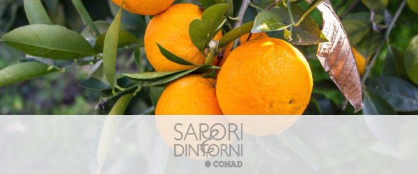 Arancia di Ribera Dop