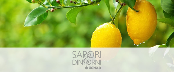 Limone di Rocca Imperiale Igp