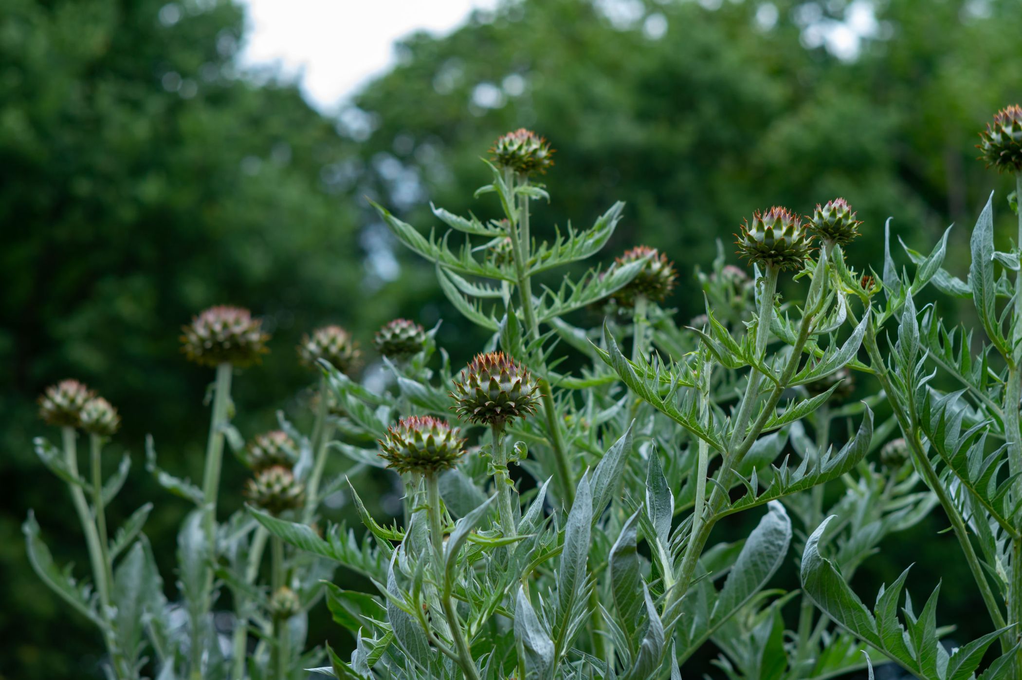 Come cucinare i cardi